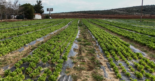 ΕΛΓΑ: Αποζημιώσεις πάνω από 100 εκατ. ευρώ για τον «Παγετός Άνοιξη 2021 ...